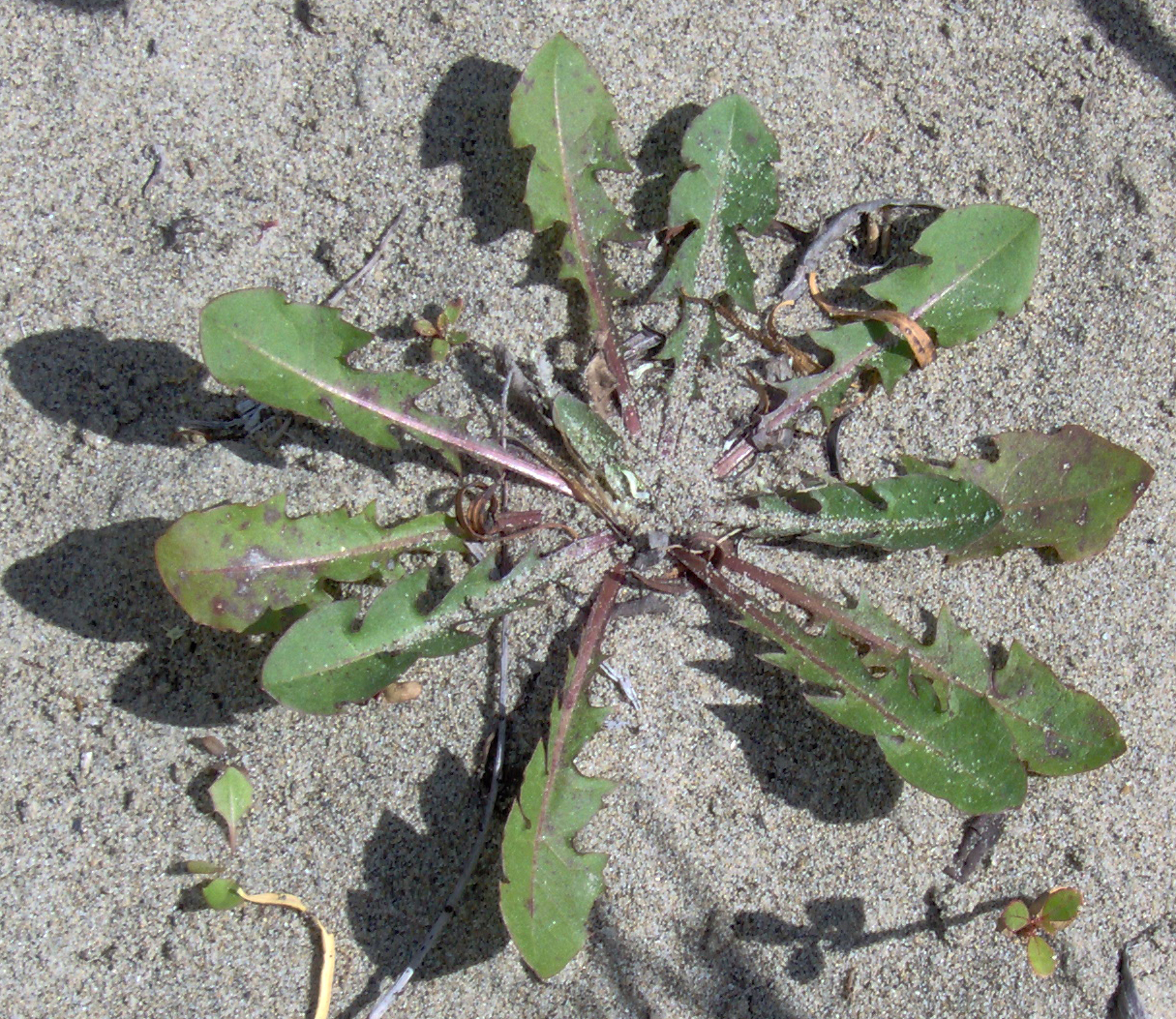 Dandelion – Inanimate Life